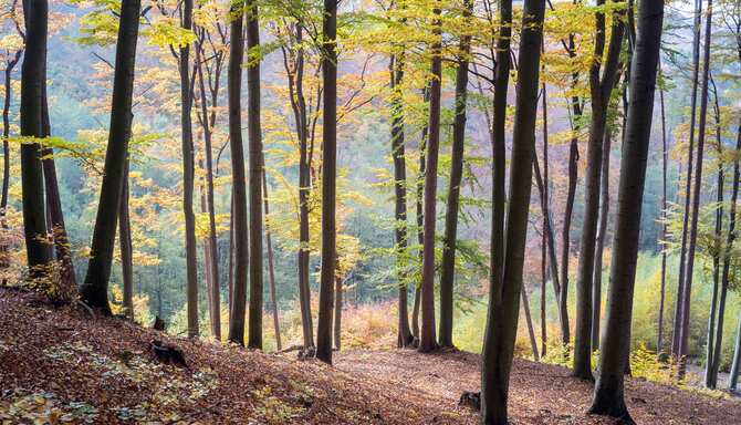 Day trips from Vienna: discover hidden gems