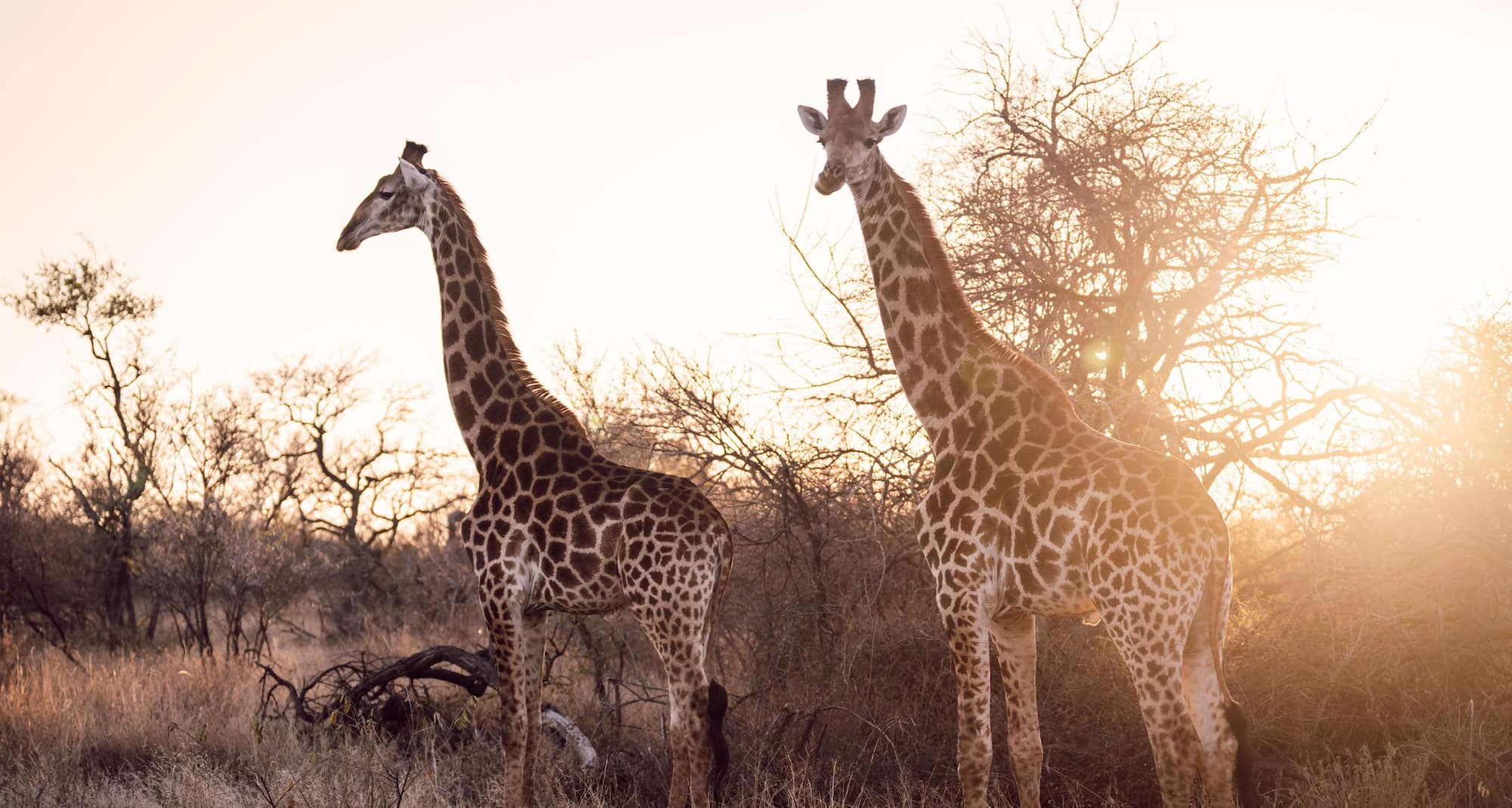 Contact | Radisson Safari Hotel Hoedspruit